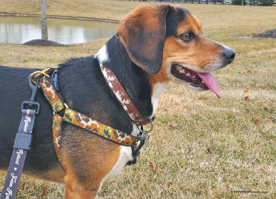 reggie at the park - Everyday Shortcuts